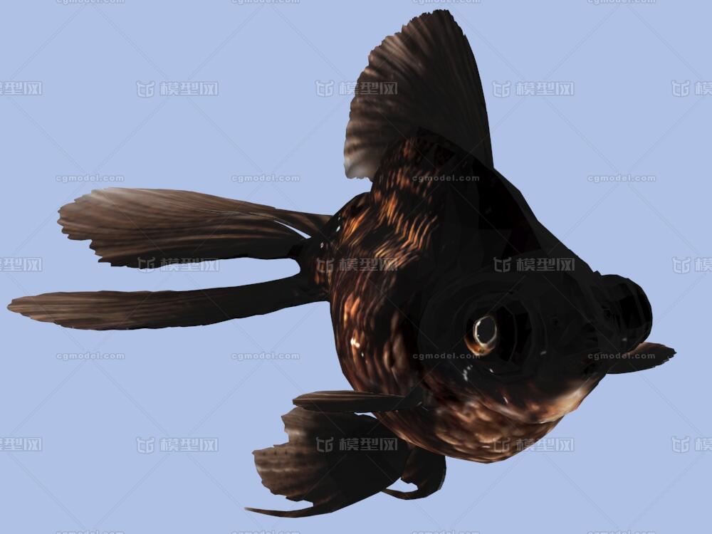 墨龙睛 黑龙睛 蝶尾鱼 金鱼 虚拟现实次时代U3D UE4 模型-鱼类模型库-3ds Max(.max)模型下载-cg模型网