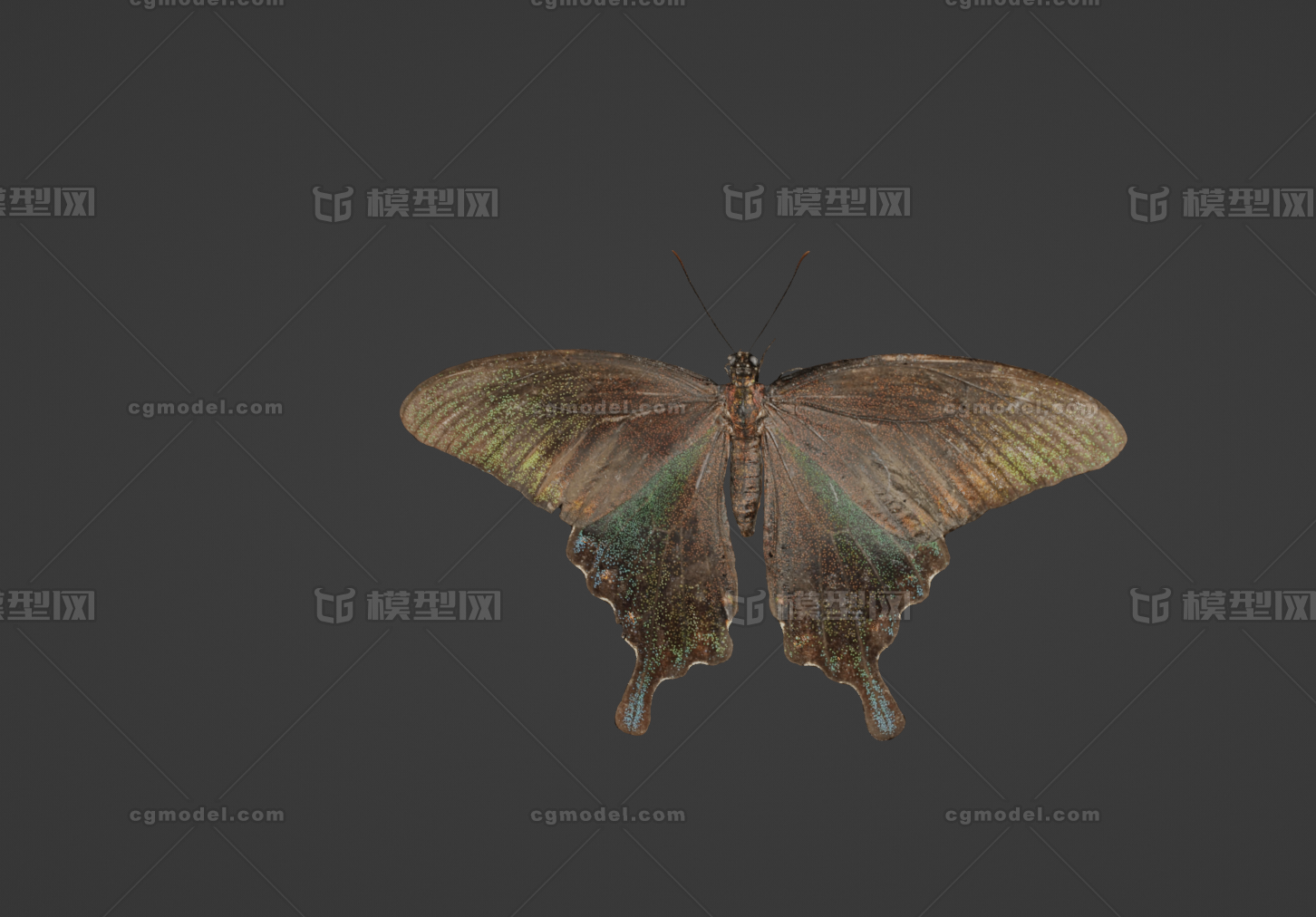 蝴蝶 小蝴蝶 动物 飞行蝴蝶 模型-昆虫模型库-glTF(.gltf/.glb)模型下载-cg模型网