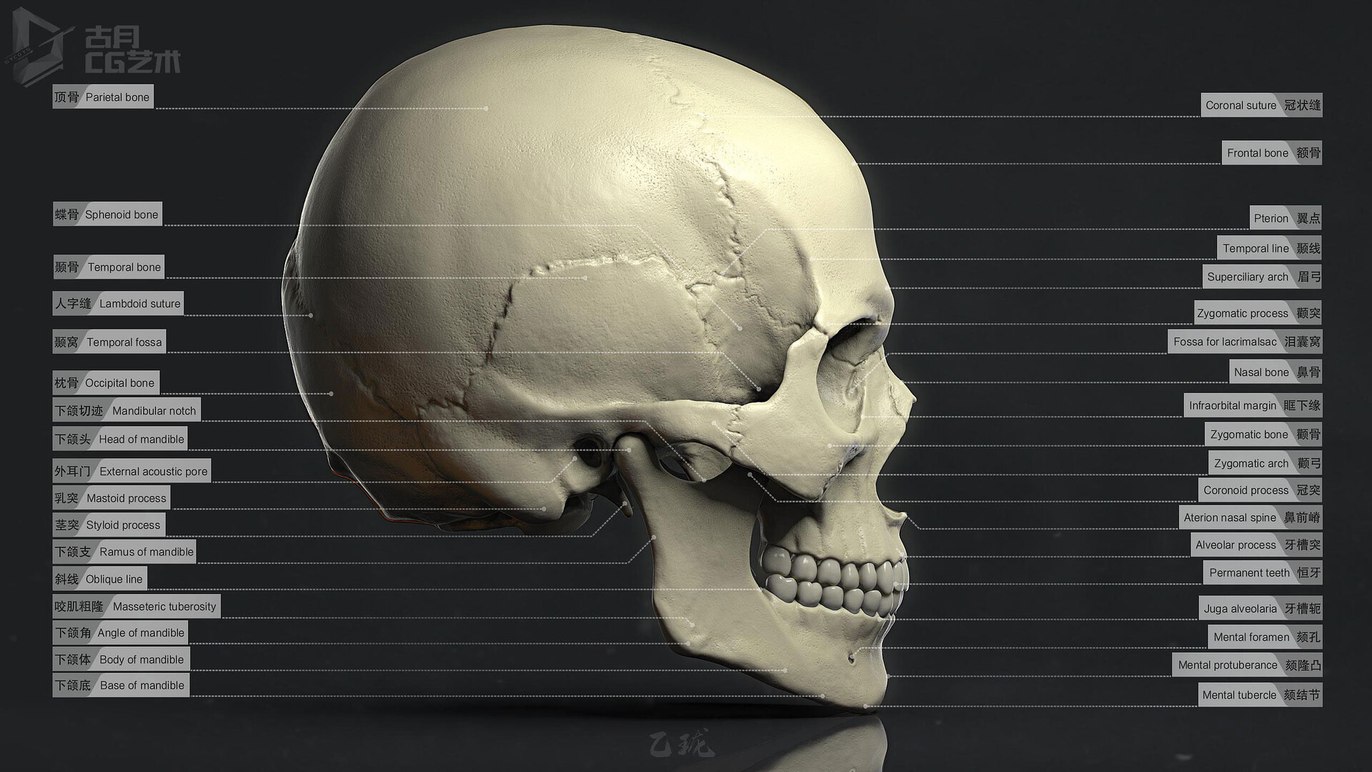 头骨实用参考模型 - 角色/人物/生物 - 作品模型 - CG模型网