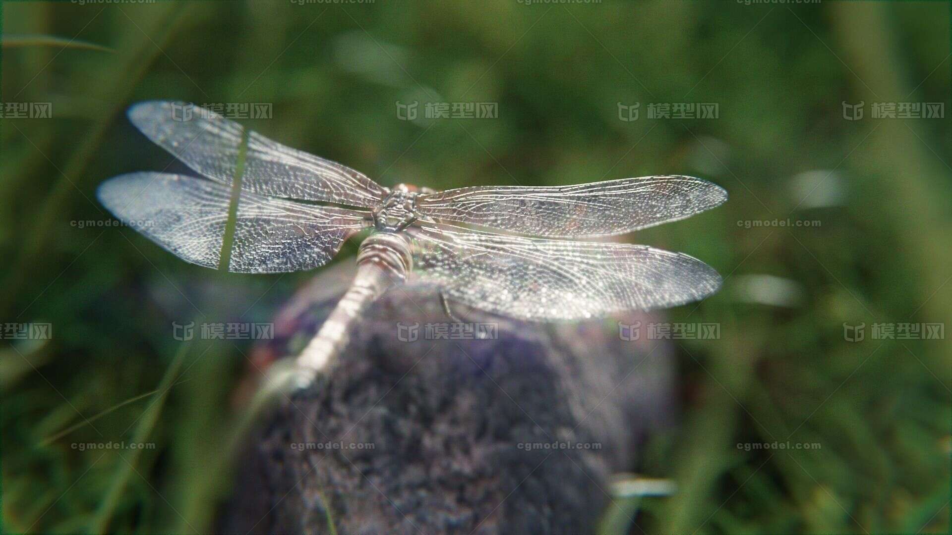 精致蜻蜓模型 写实小蜻蜓模型-昆虫模型库-Blender(.blend)模型下载-cg模型网