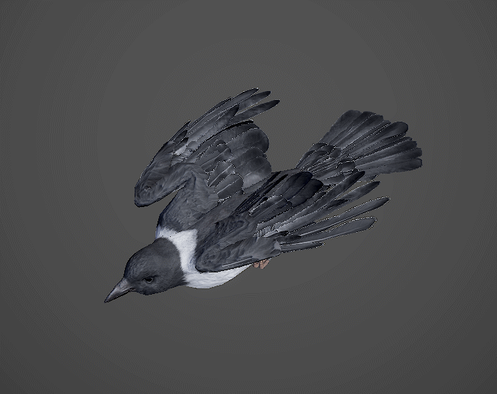 PBR 乌鸦模型-飞禽模型库-FBX(.fbx)模型下载-cg模型网