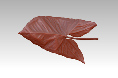 植物叶子3D打印STL 树叶雕塑3D图模型-草类模型库-Zbrush(.ztl/.zbp)模型下载-cg模型网