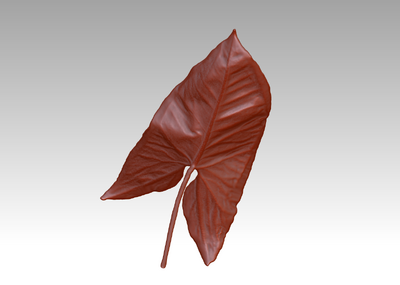 植物叶子3D打印STL 树叶雕塑3D图模型-草类模型库-Zbrush(.ztl/.zbp)模型下载-cg模型网