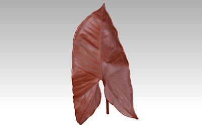 植物叶子3D打印STL 树叶雕塑3D图模型-草类模型库-Zbrush(.ztl/.zbp)模型下载-cg模型网